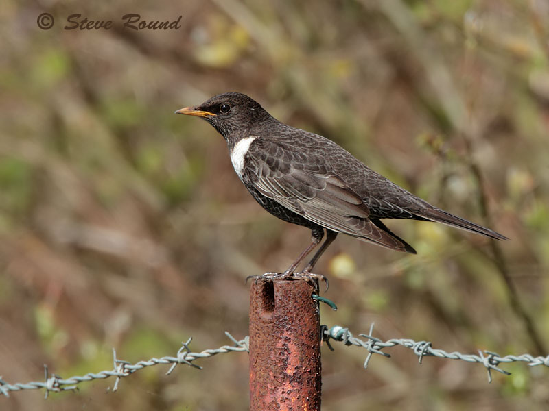 Steve Round Wildlife Photography: Ring Ouzel