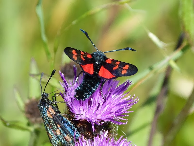 Butterfly Notes: Burnet Moths