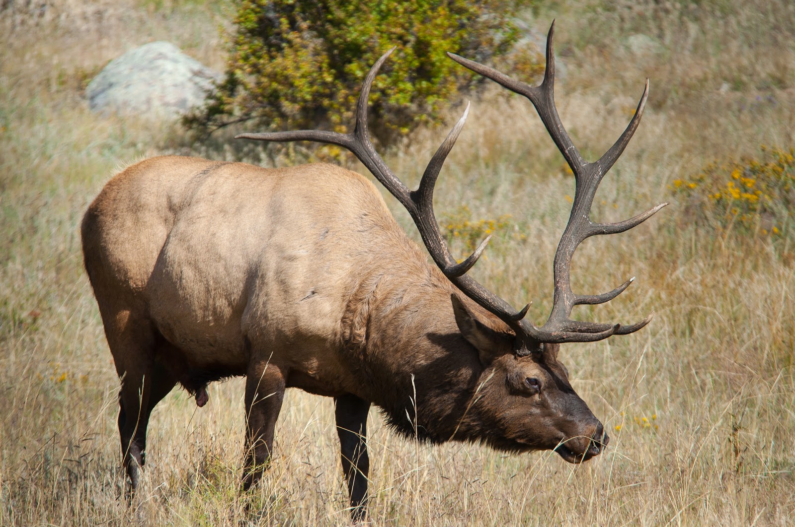 A Tree Falling: RMNP: Elk Rut 2014