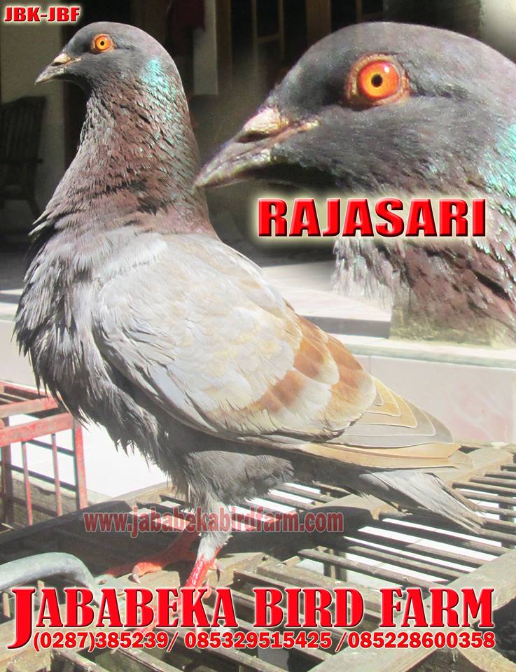 085228600358 / 085329515425 4 Karakter Kunci Merpati Kolong Juara Oleh ...