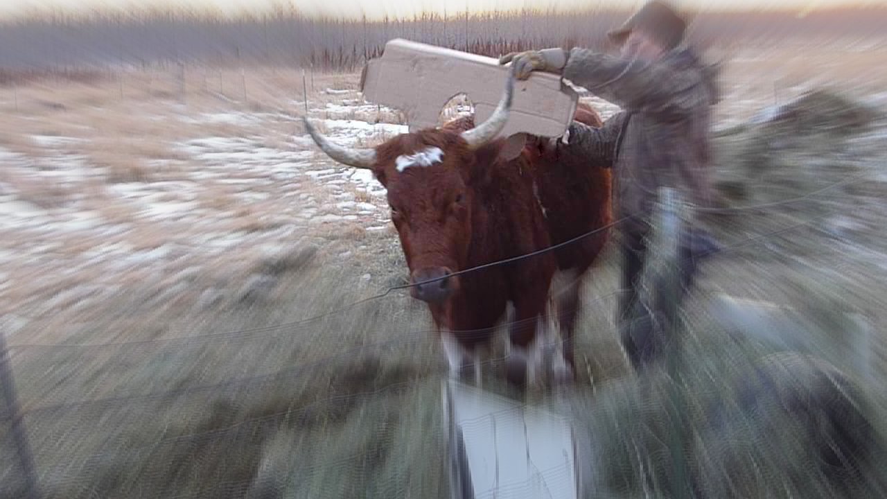 storybrookeripples: ox and dog blog: To Make a Single Ox Yoke, Part 3