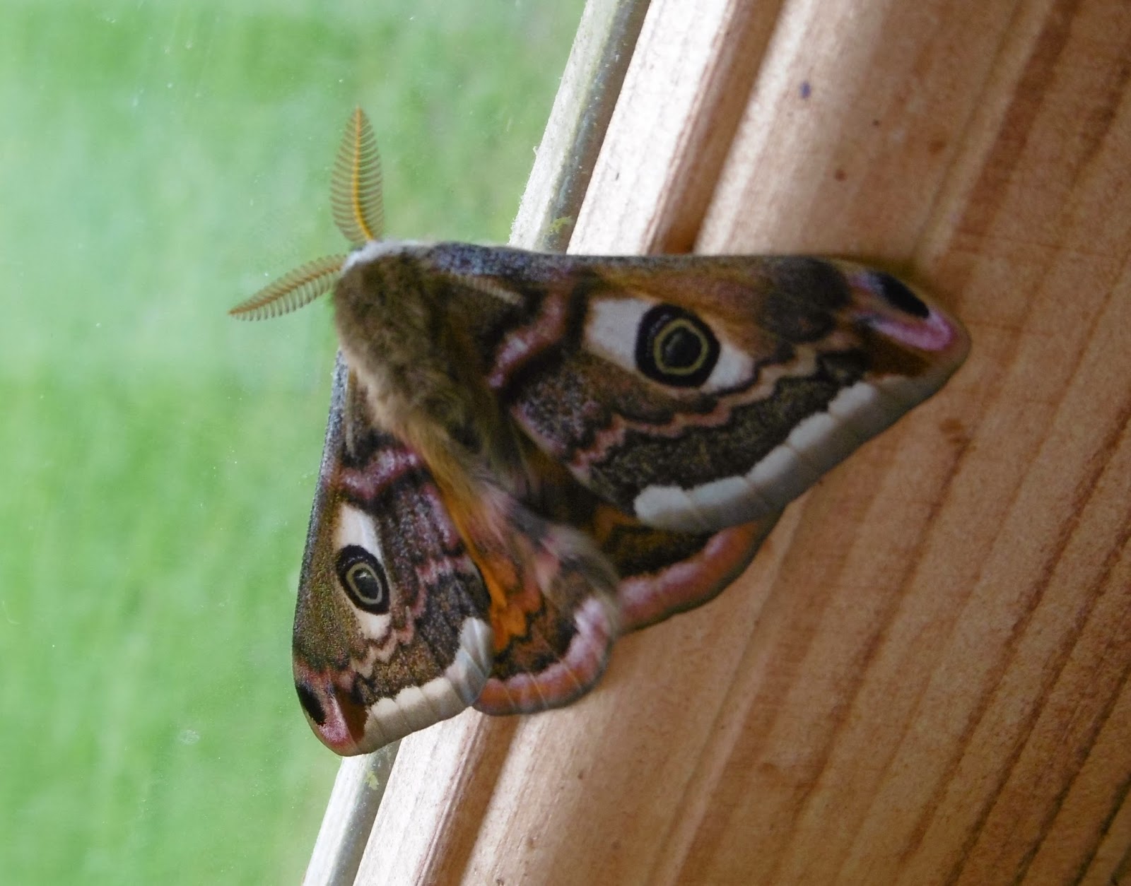 Martin's Moths: It's a boy!