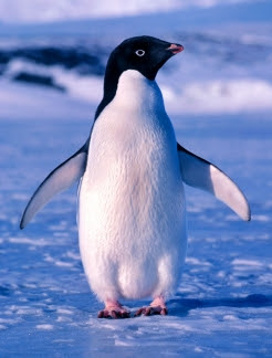 Adelie Penguin | Interesting Facts & Latest Photographs | All Wildlife ...