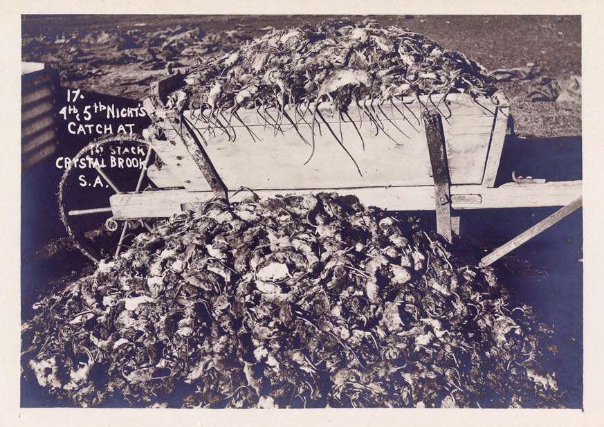 Australia’s Mouse Plagues | Amusing Planet