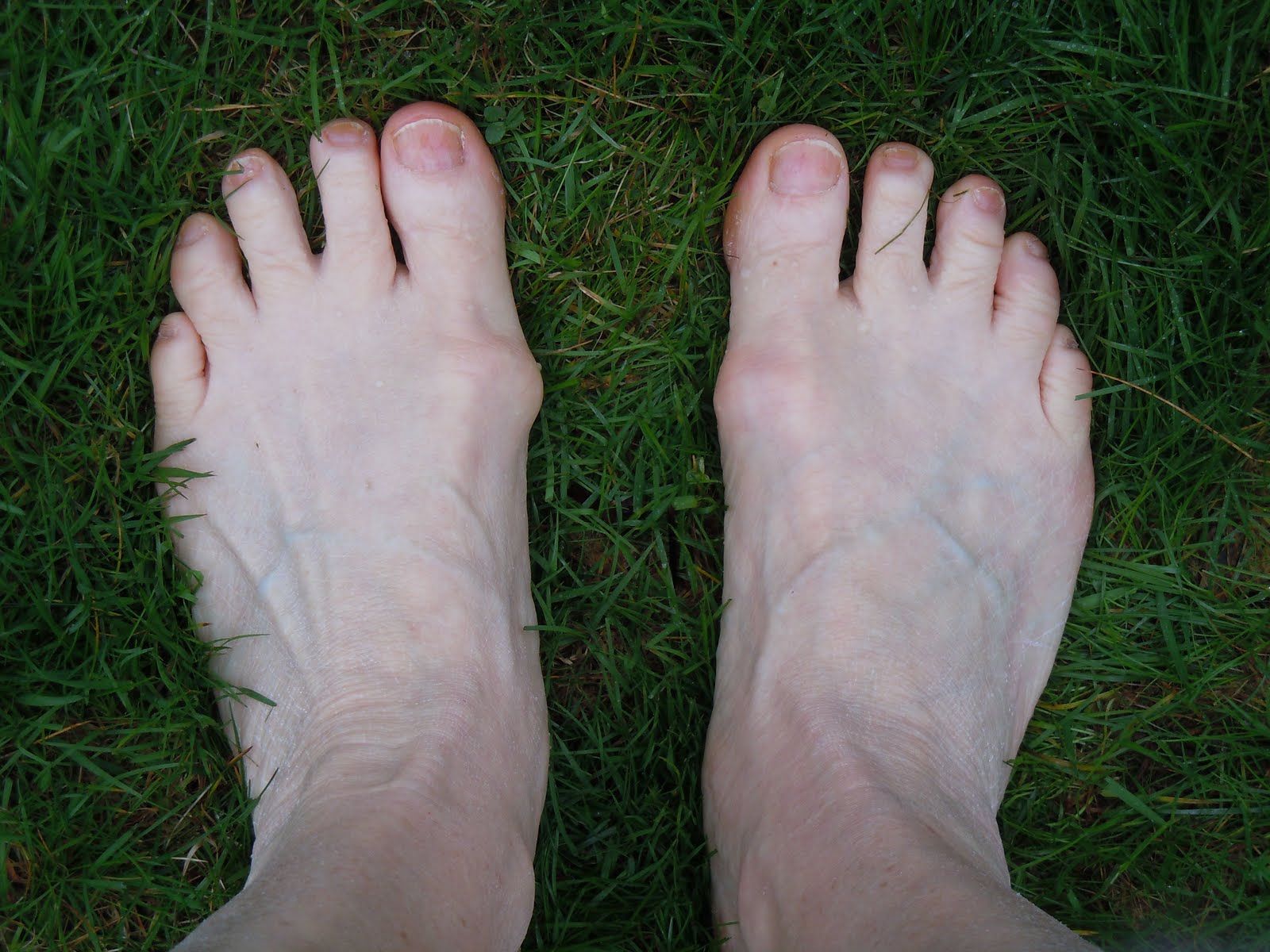 Catbird Scout: Grounded