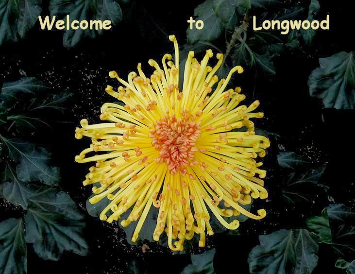 My Virtual Garden: Chrysanthemum Festival