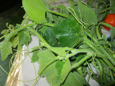 GO RIGHT IN....MY GARDEN: Pumpkin shoots (Pucuk labu)