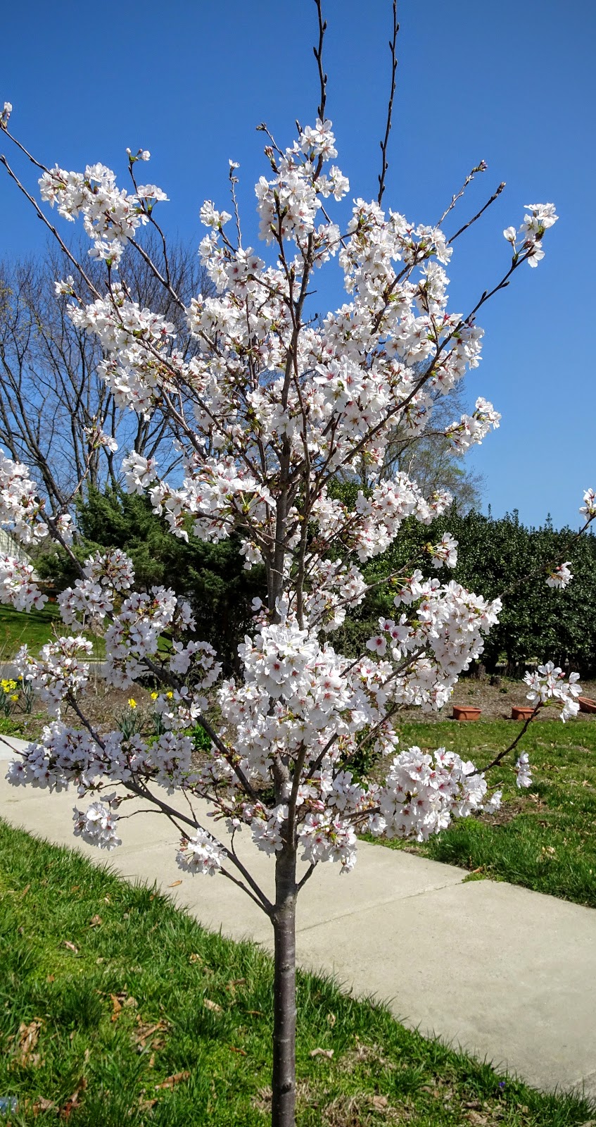 Love, Joy and Peas: Our First Cherry Tree - Year Two Blossoms