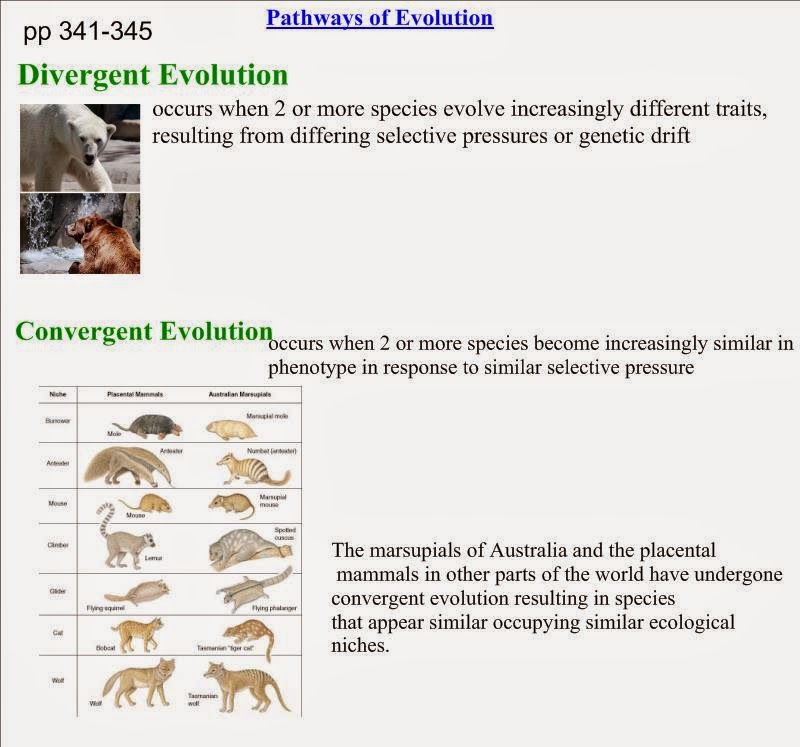 11 Biology: Pathways of Evolution