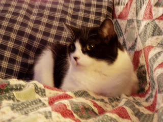 Reflections Past and Present: My Sweet String Monster