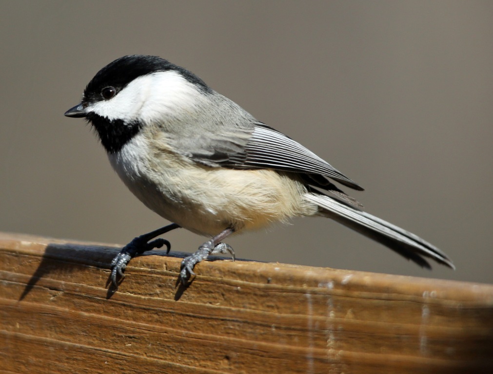 Ohio Birds and Biodiversity: Zanesville's Yellow Cardinal, revisited