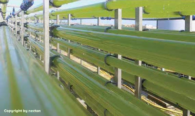 Dr Mat: Still many interested in algae culture for biofuel and ...