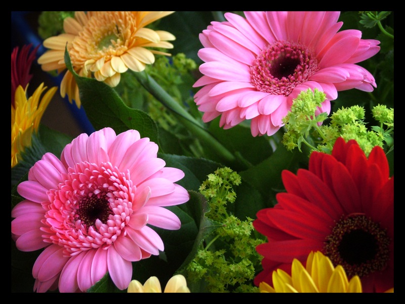 Miss Chloris' Flowers: Flower of the Week: Gerbera Daisy