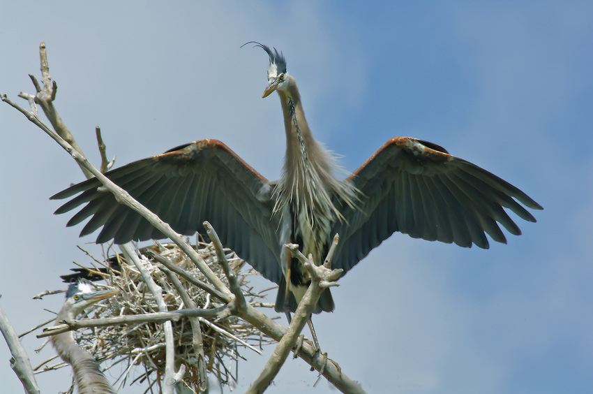 Bellas Aves de El Salvador: Ardea herodias (garza ceniza o azulada ...