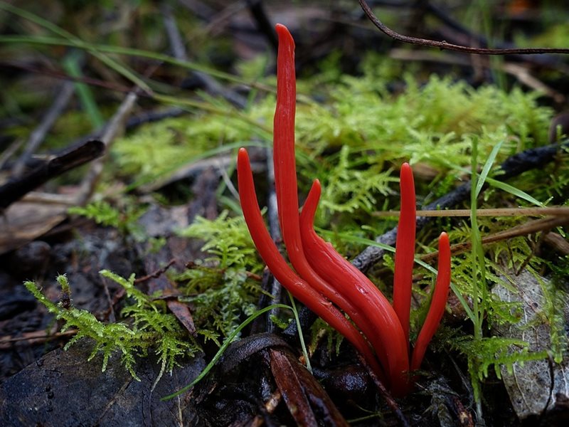 HONGOS DE AMERICA Y OTROS CONTINENTES: FAMILIA: Clavariaceae. GENERO ...