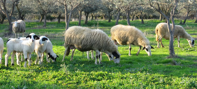 ΠΡΟΒΑΤΑ ΣΤΑ ΤΡΙΚΑΛΑ! ΜΑΝΤΕΨΤΕ ΤΗΝ ΕΘΝΙΚΟΤΗΤΑ ΑΥΤΩΝ ΠΟΥ ΤΑ ΕΚΛΕΒΑΝ ...