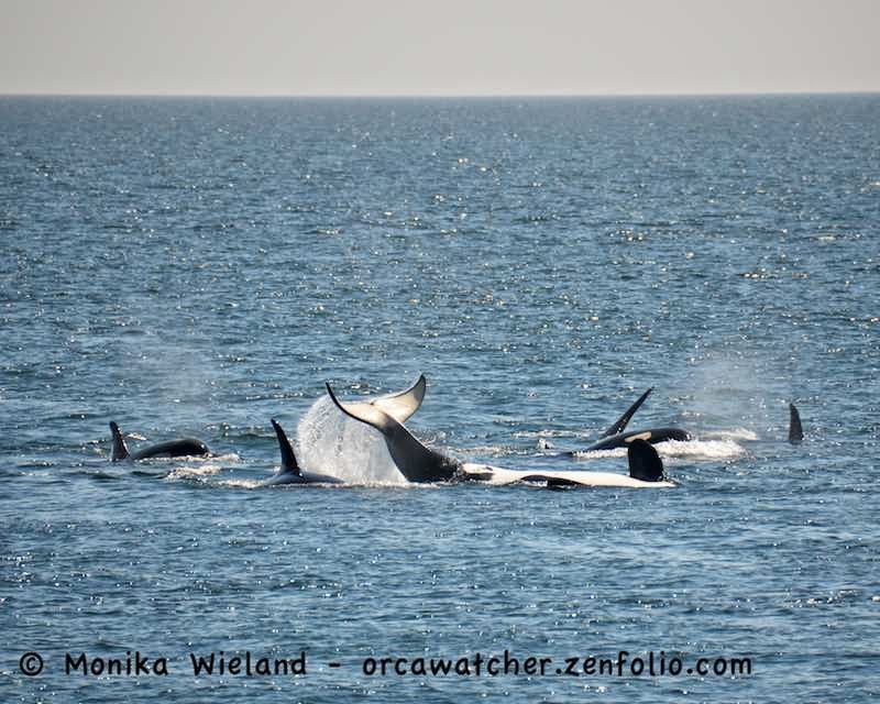 Orca Watcher: June 3: All of J-Pod and the L12s
