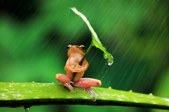 Clever Frog Makes Leaf Umbrella - The World of Knowledge