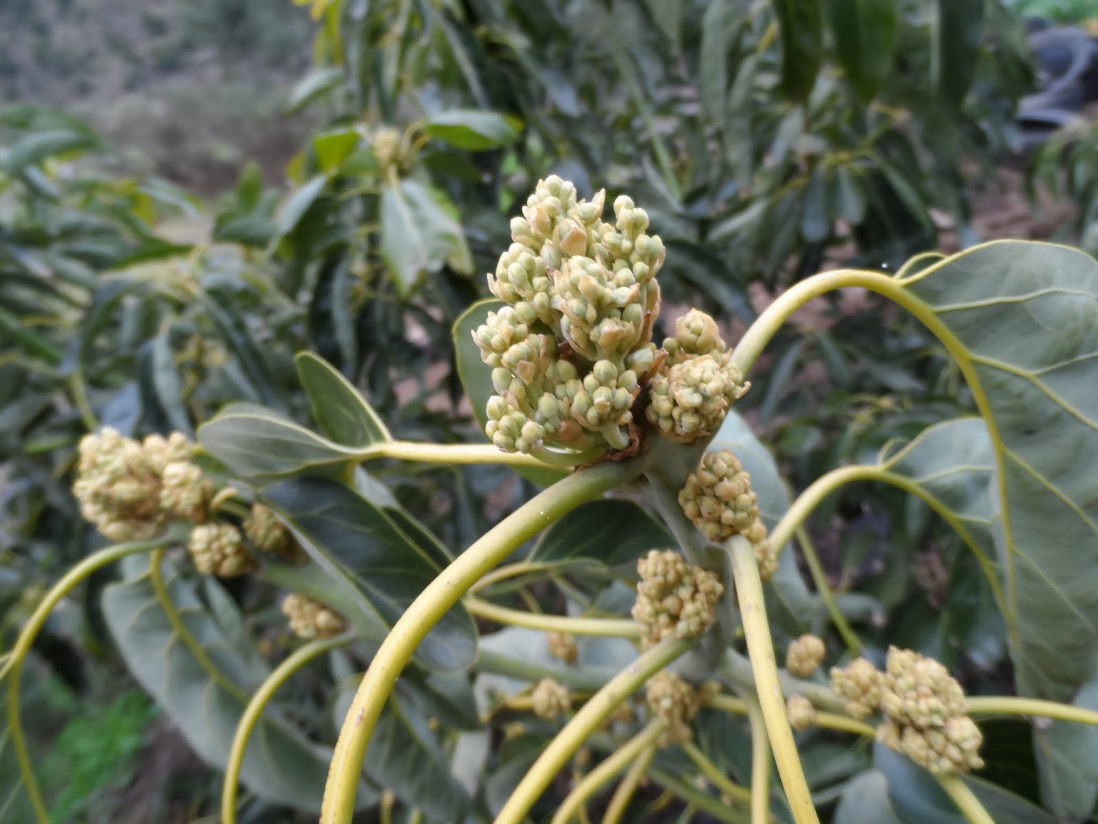 Abacate - Fruto e Árvore em Portugal