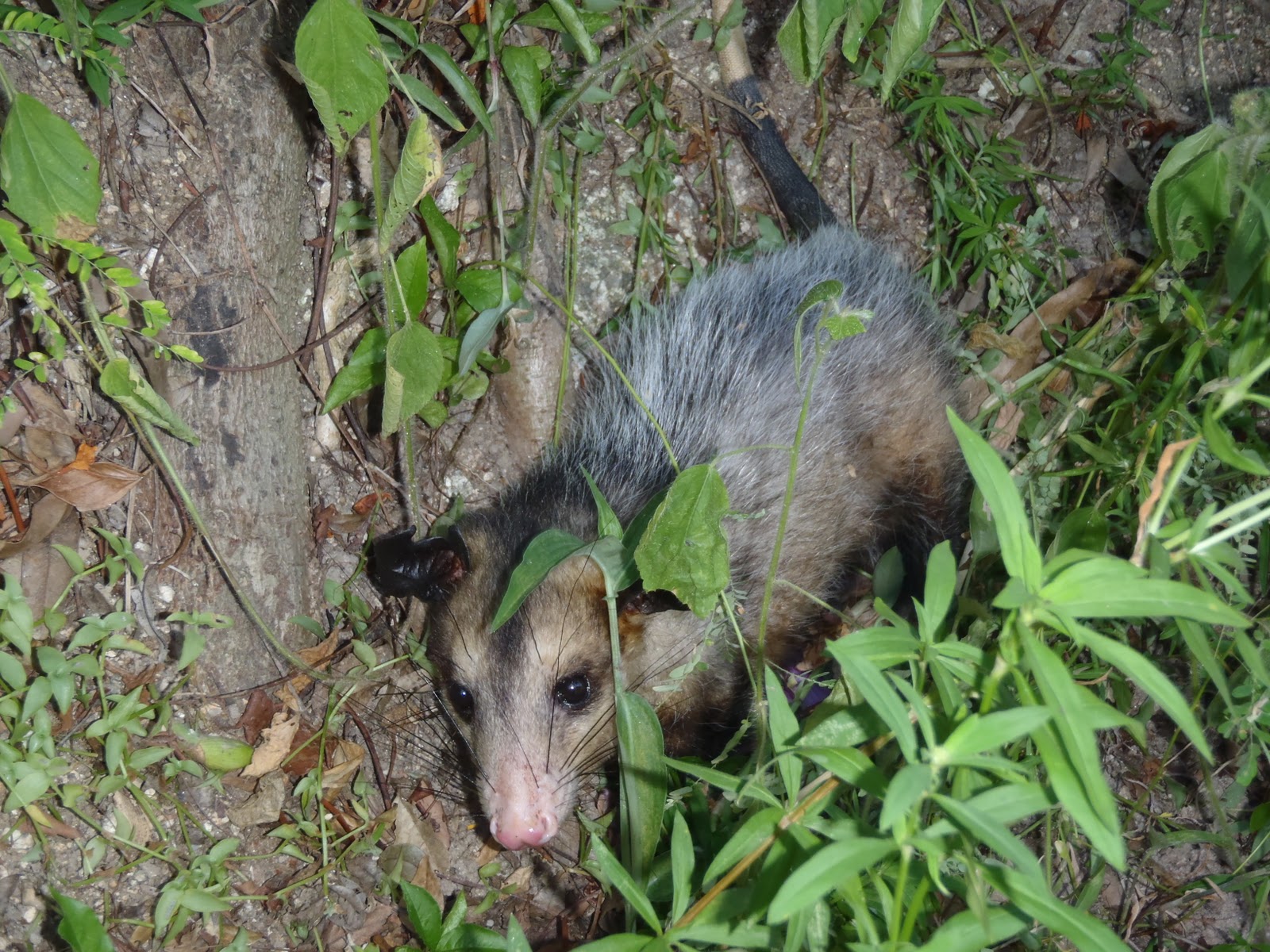 Como cuidar de gambás: Meus gambás