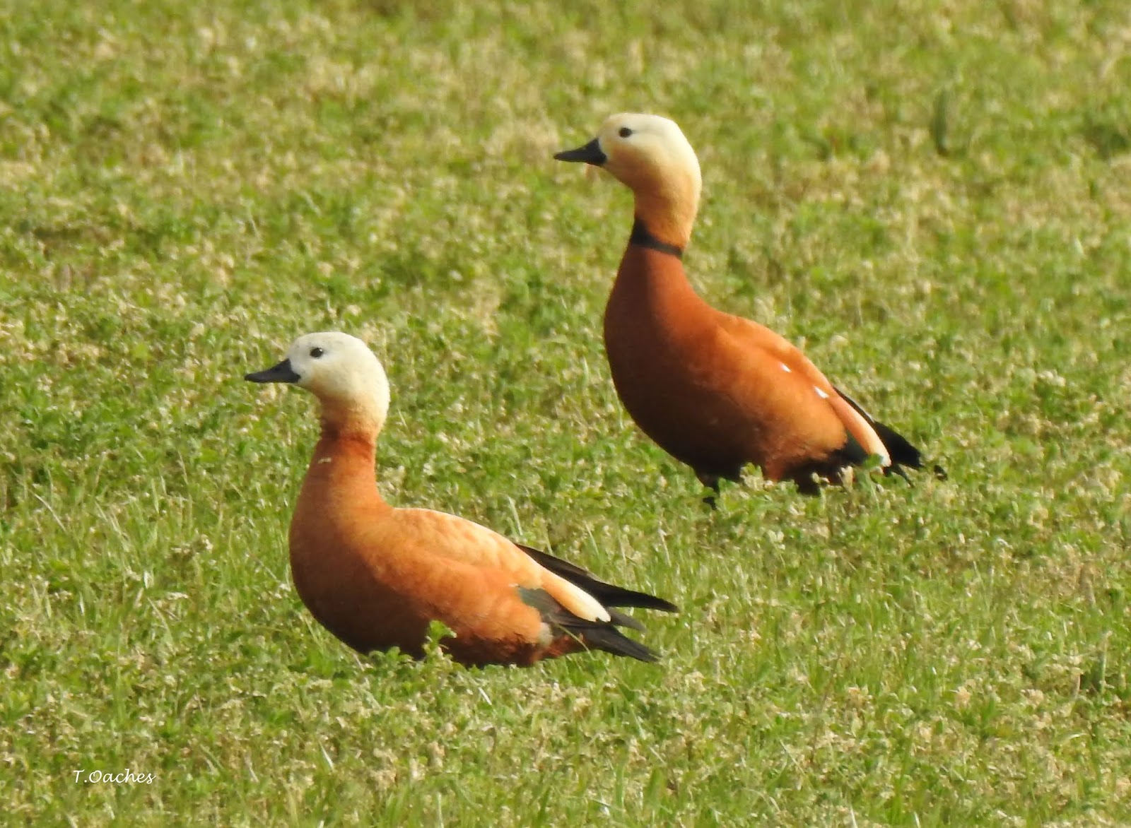 PASARI DIN ROMANIA: CALIFAR ROSU, Tadorna ferruginea