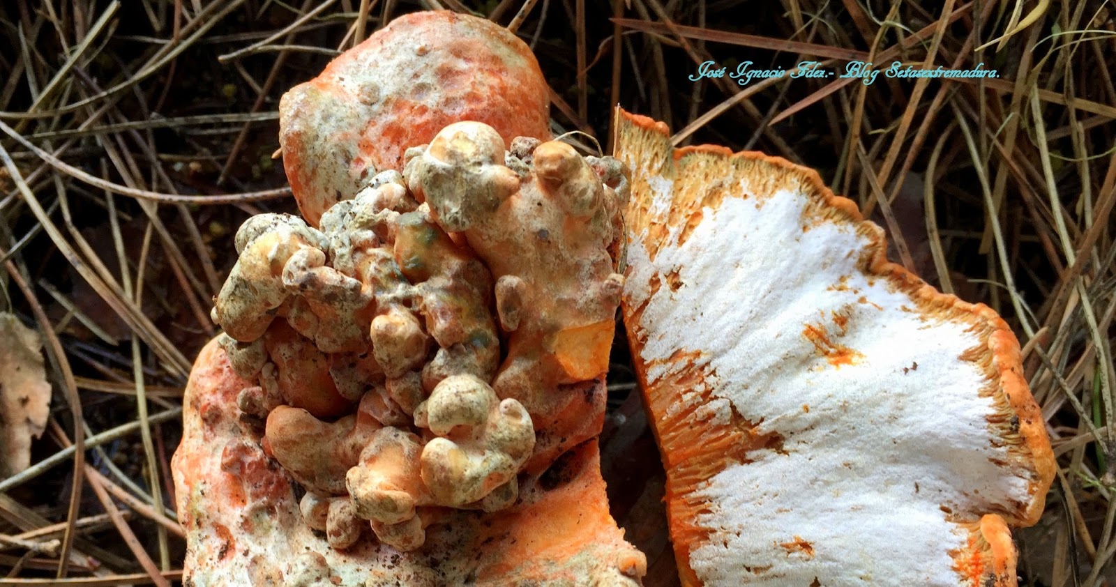 Setas Extremadura : Hypomyces Lateritius