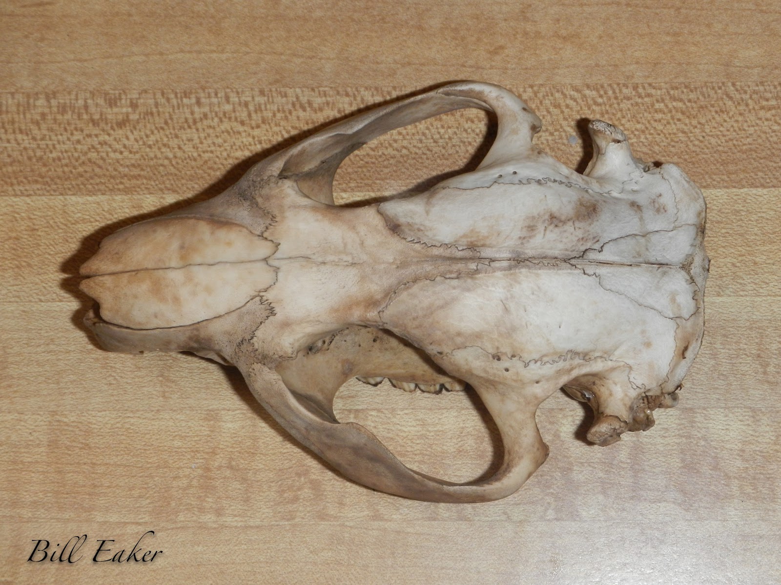 Hennepin Canal - A Wilder Look: Busy As A Beaver