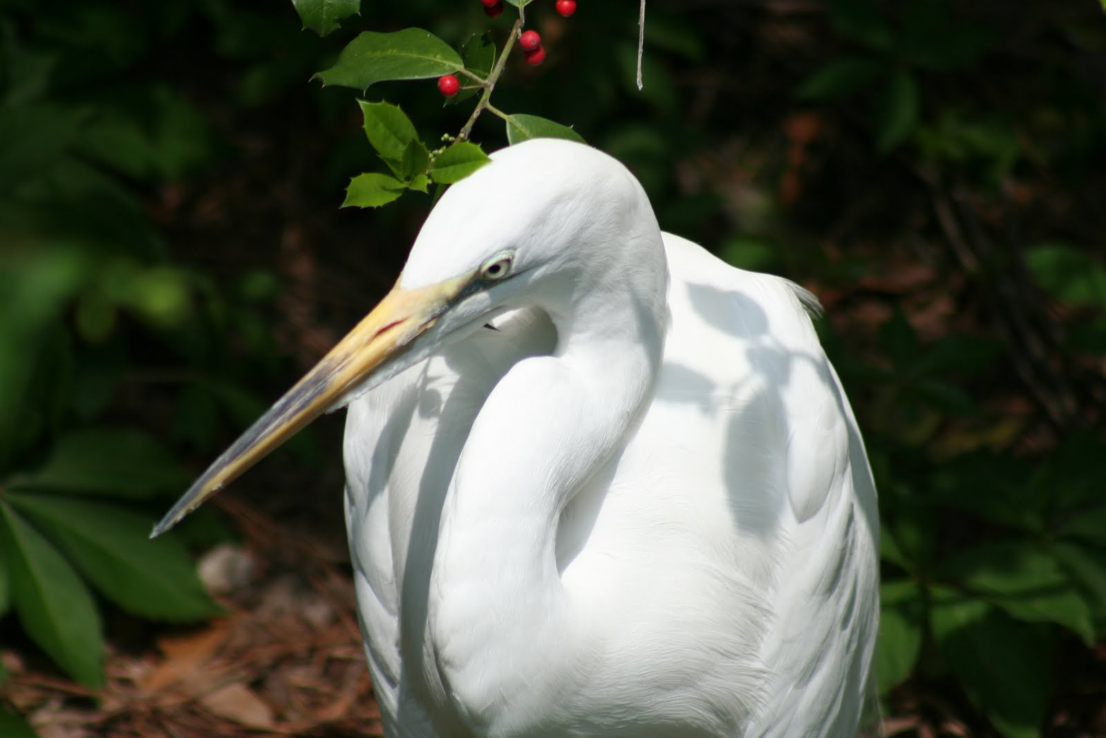 On the Wing: HERONS AND EGRETS AND BITTERNS, OH MY!
