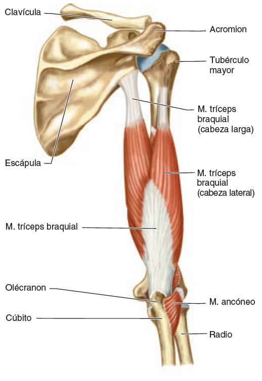 Miología Miembro superior - Kinesiología para Estudiantes