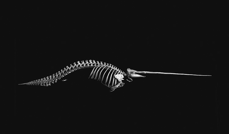 U mad? Blog: MadCurioso: Narval