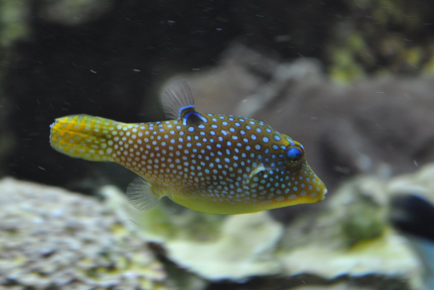 ZOOTOGRAFIANDO (6.096 ANIMALS): PEZ GLOBO PICUDO MOTEADO / SPOTTED ...