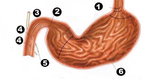 Diario di una biologa ribelle : Anatomia del gatto: stomaco ed intestino