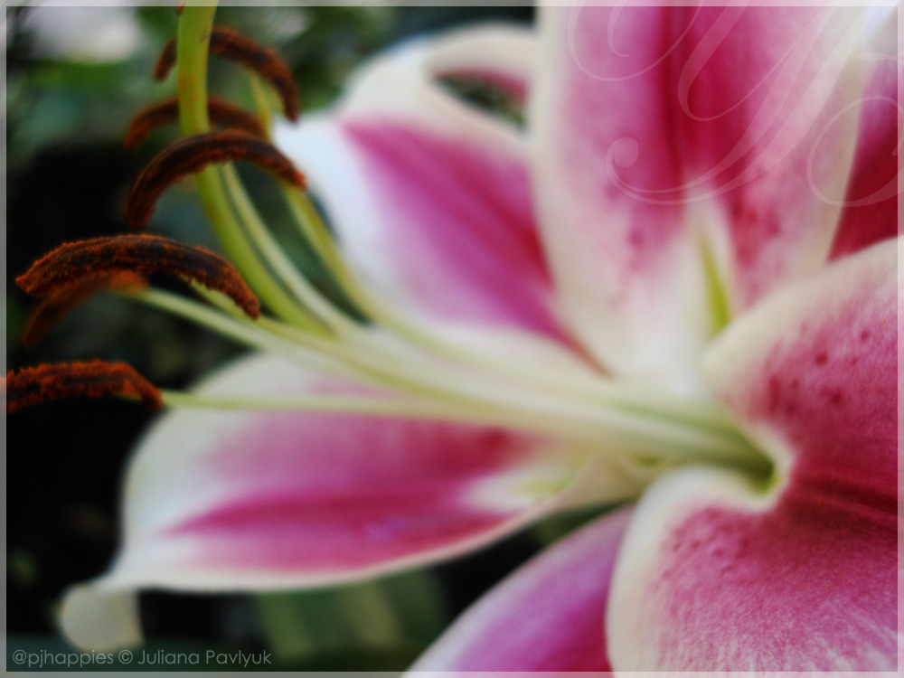 PJ' Happies :): Pink Stargazer Lilies...