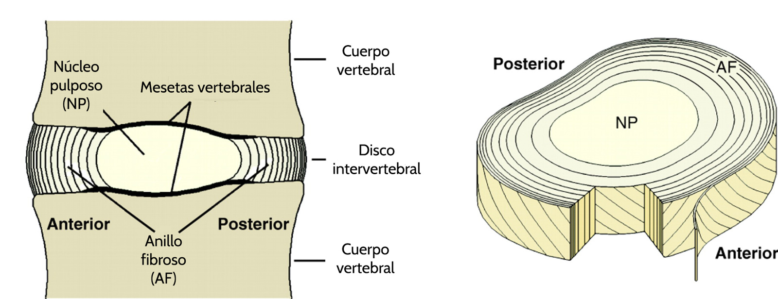Reflexologia Córdoba: Hernias discal - Prostrusión discal - Pinzamiento
