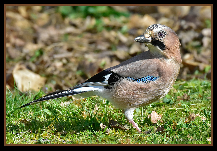 WILDLIFE GATEWAY: Le Geai des chênes