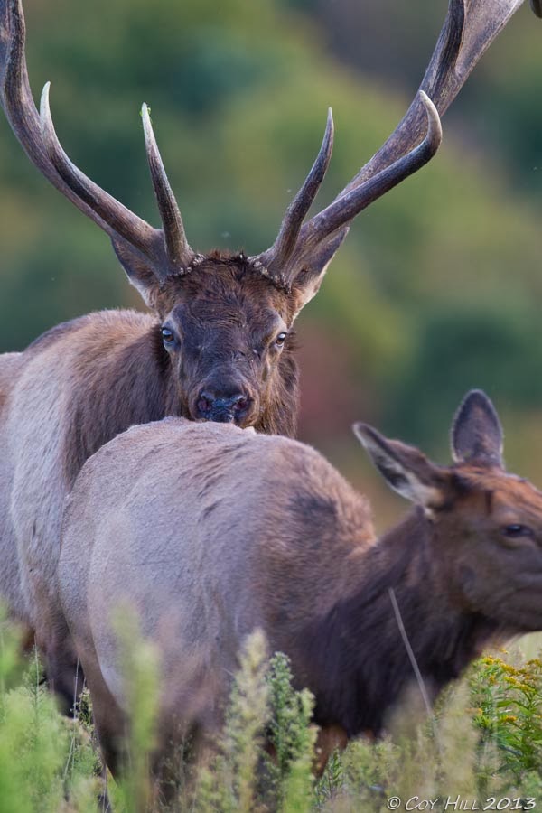 Country Captures: Limpy in the Evening