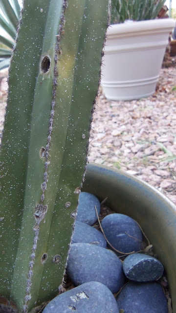 Xtremehorticulture of the Desert: What Causes Holes in Cactus?