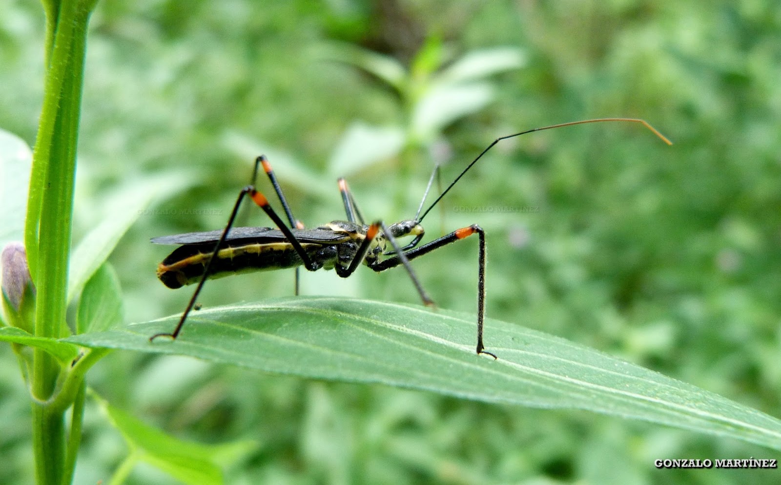 Photography-Fotografía: Insectos - Insects