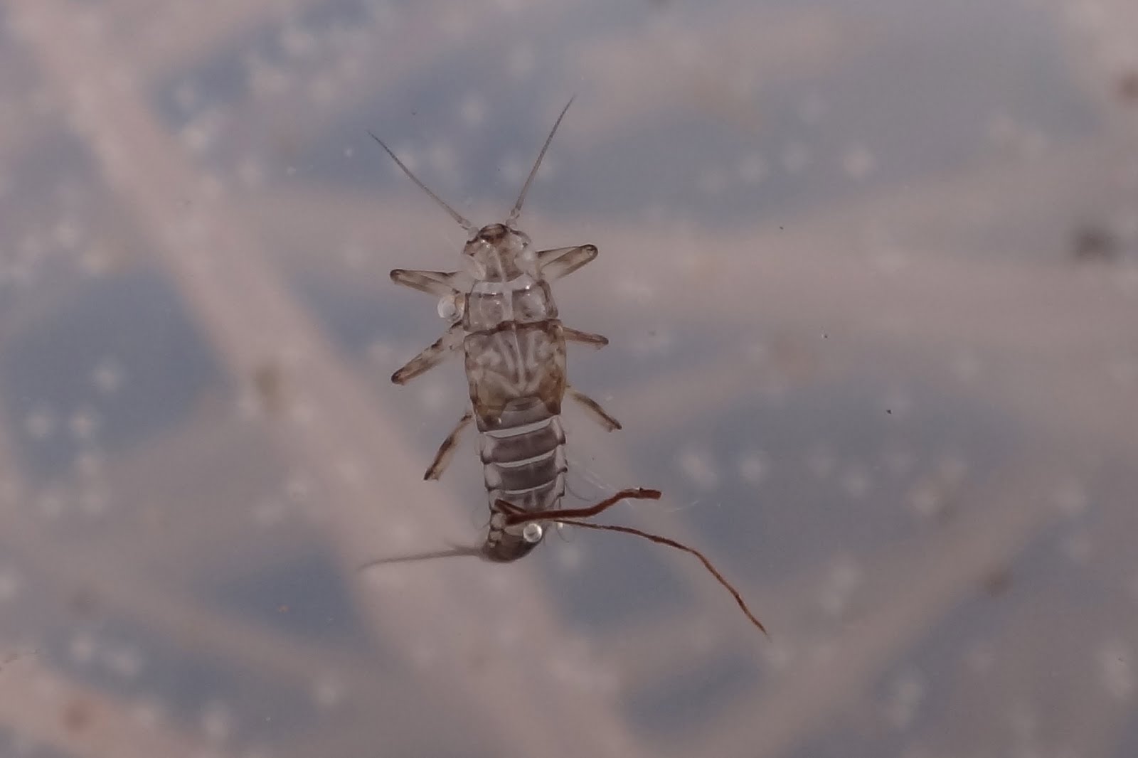 The Fly Syndicate: Truckee River Entomology