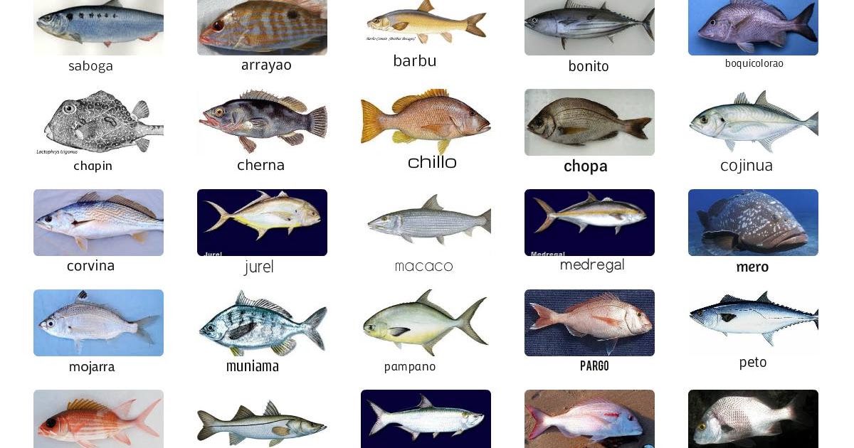Pesca De Orilla (Surf Fishing): Peces mas comunes en la Pesca de Puerto ...