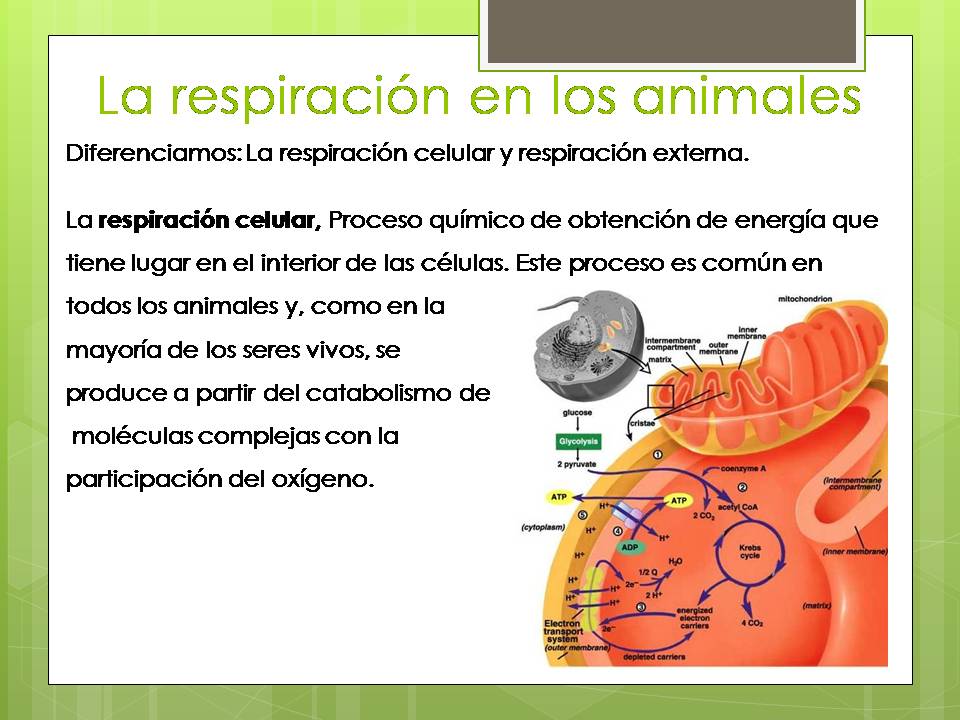 biología y geología 1ºbto: Tema 14-15-16 LAS FUNCIONES VITALES EN LOS ...