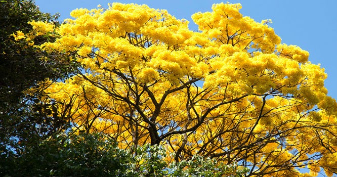 El árbol de Araguaney