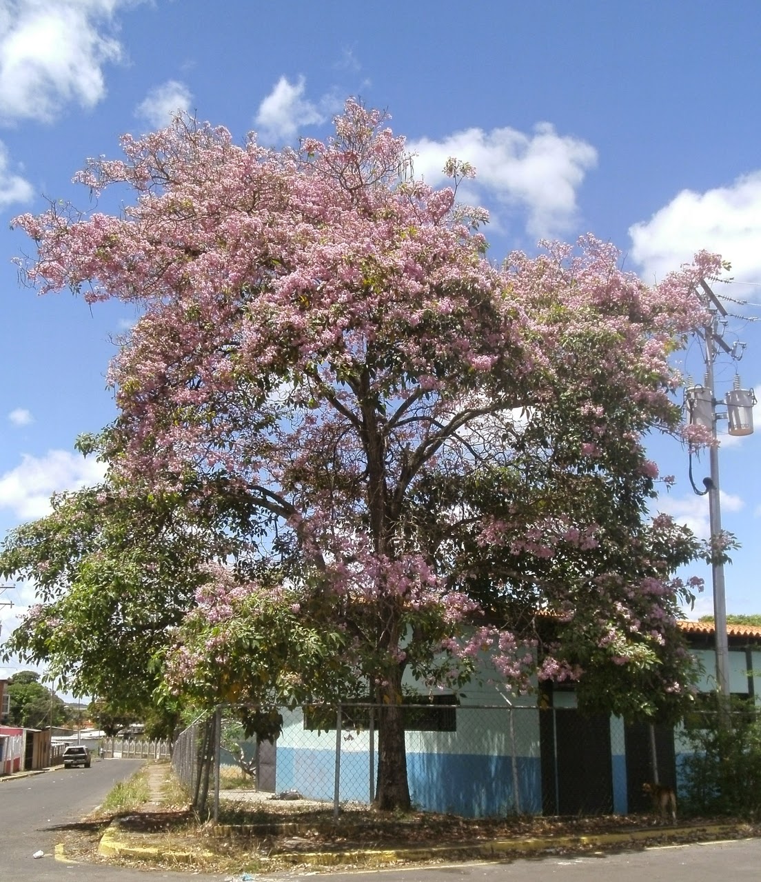Guayana: Eje Sur Upata Santa Elena de Uairén: Upata es ciudad de apamates