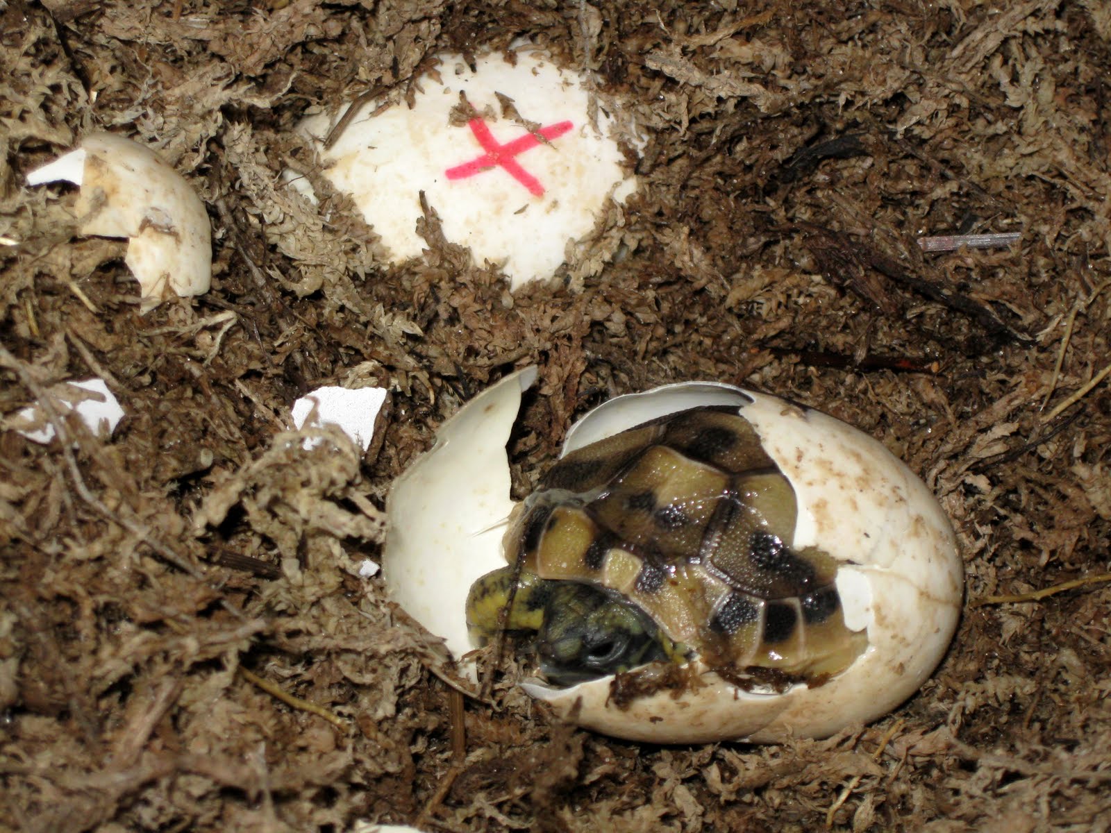 BALLSEYE'S BOOMERS: Hatching Hermann's Tortoise