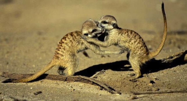 A Day in the Life of Timon: Does Nutritional Status Effect Play in ...