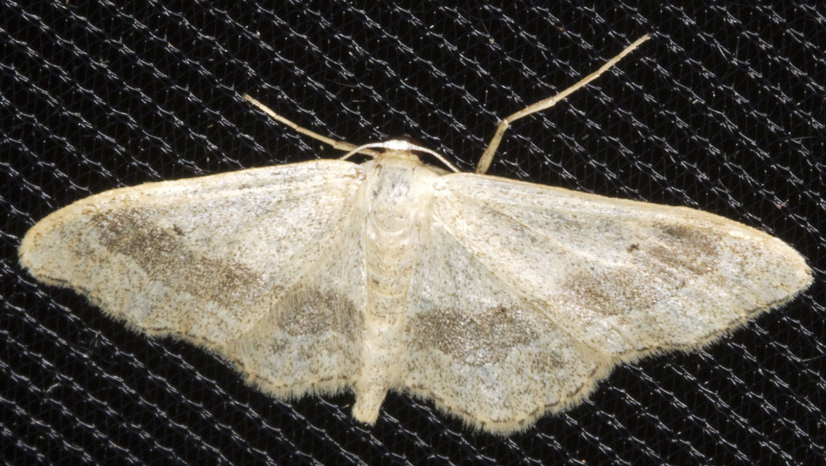More Sevenoaks Moths | Naturally