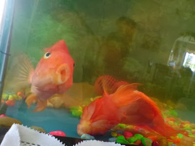 MENGENALI IKAN SAKIT ~ DUNIA AIR