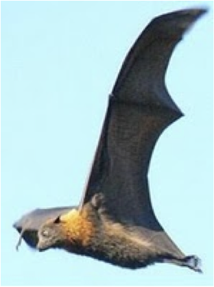 Tongan Tropical Moist Forests: Mammals