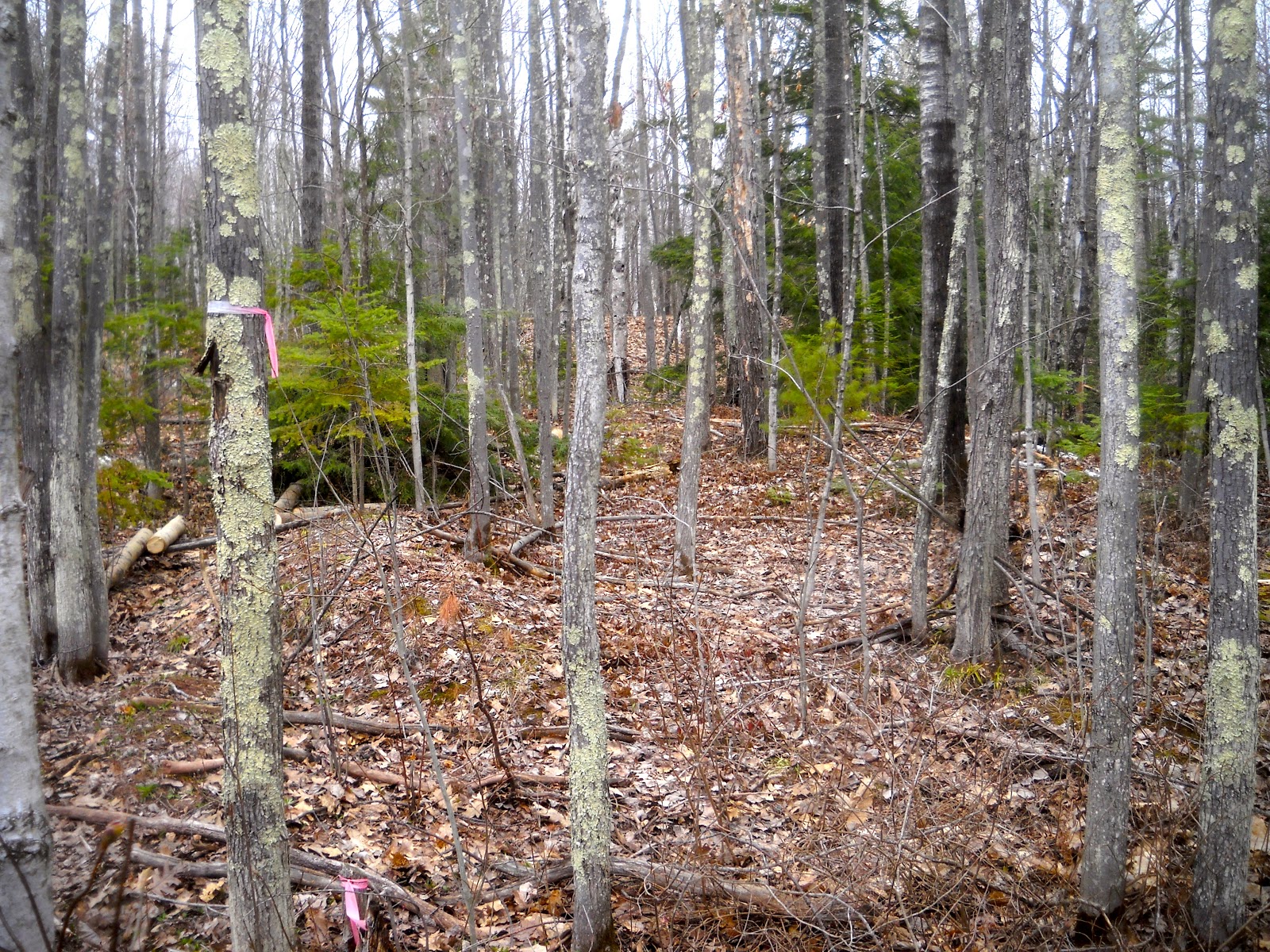 Art's Bayfield Almanac: THE HOME "WOODSCAPE"