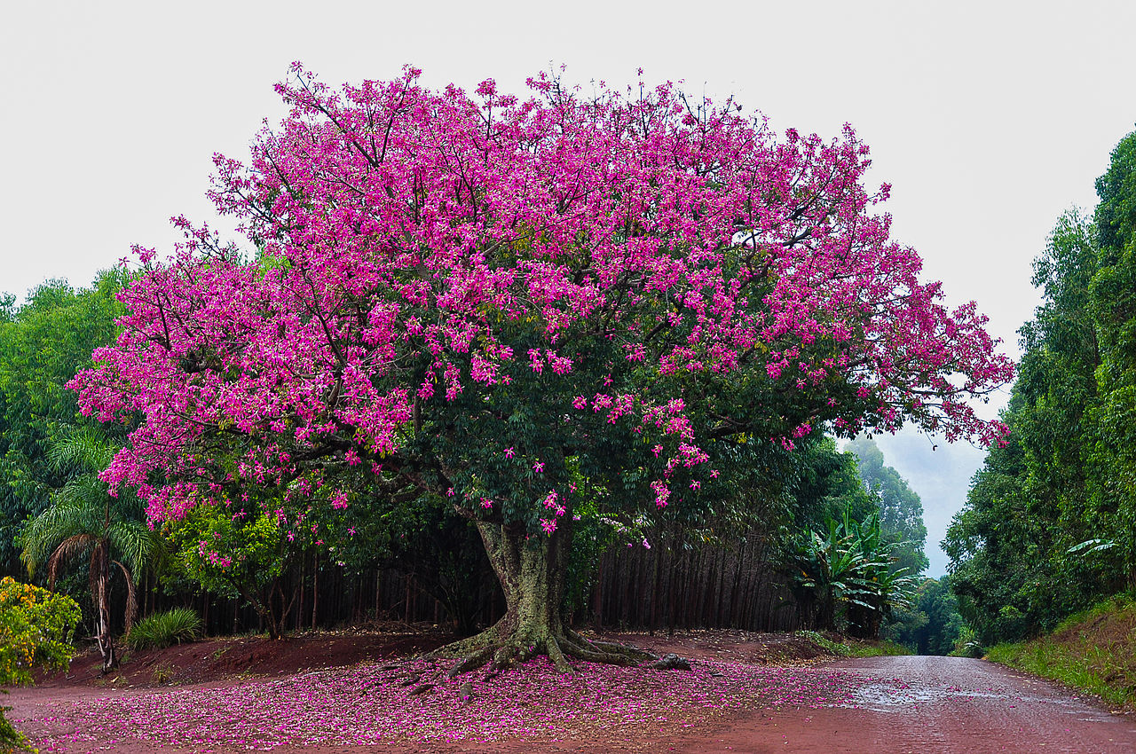 Paineira-rosa - Ceiba speciosa
